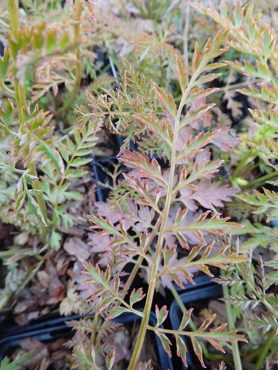Corydalis cheilanthifolia - Beth Chatto's Plants & Gardens
