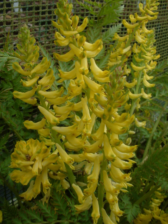 Corydalis cheilanthifolia - Beth Chatto's Plants & Gardens
