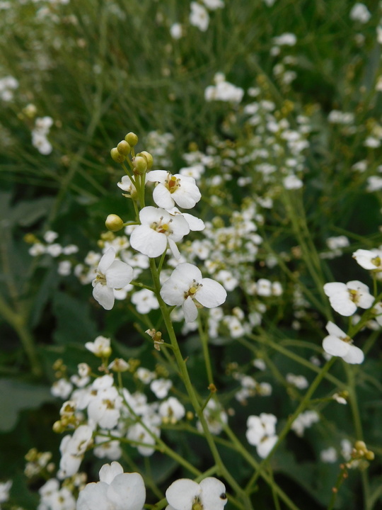 Crambe | Crambe maritima - The Beth Chatto Gardens