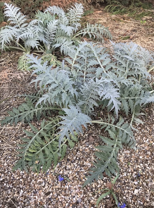Cynara | Cynara cardunculus - The Beth Chatto Gardens