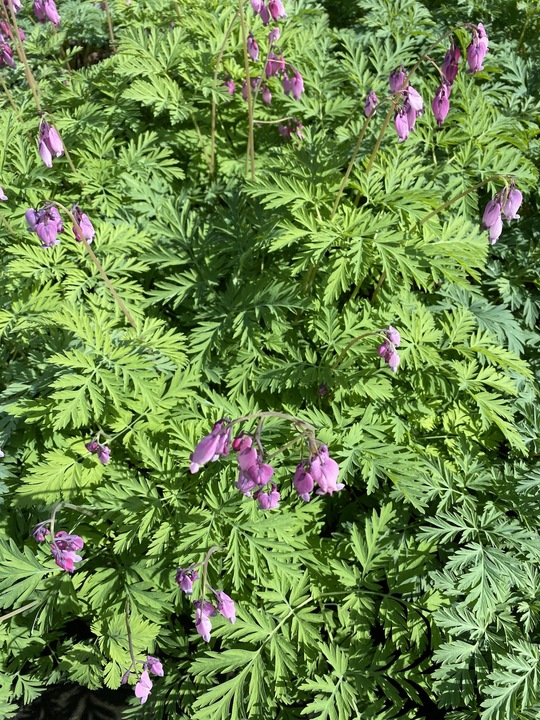 Dicentra formosa seedlings - Beth Chatto's Plants & Gardens