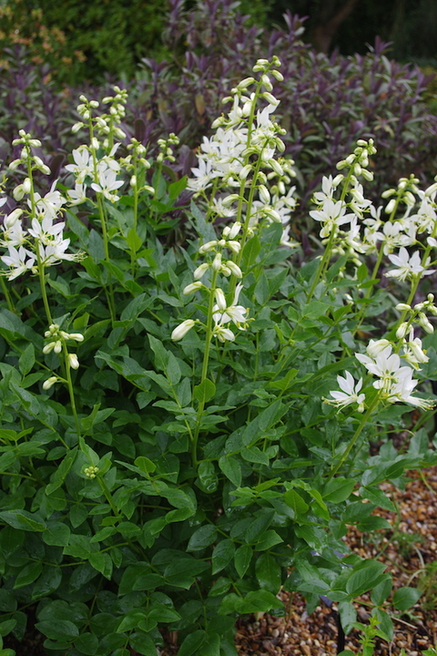 Dictamnus | Dictamnus albus - The Beth Chatto Gardens