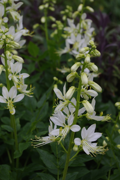 Dictamnus | Dictamnus albus - The Beth Chatto Gardens