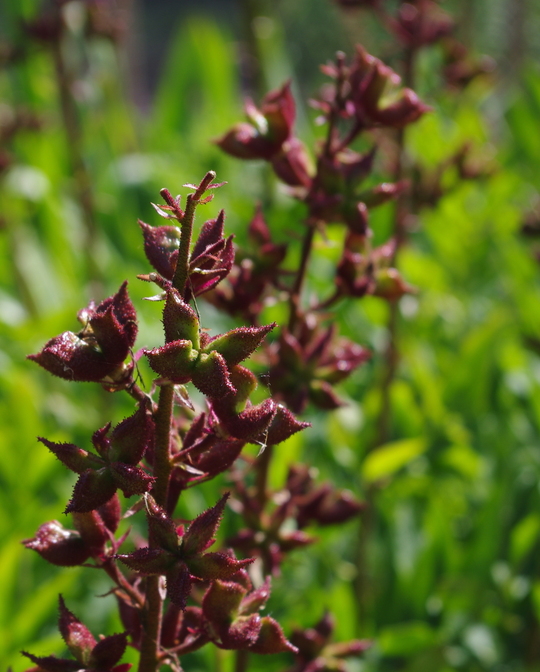 Dictamnus albus var. purpureus - Beth Chatto's Plants & Gardens
