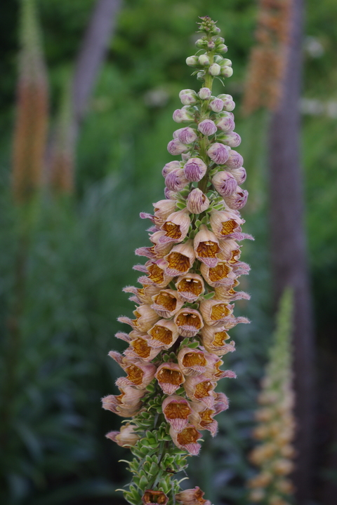 Digitalis ferruginea 'Gigantea' - Beth Chatto's Plants & Gardens