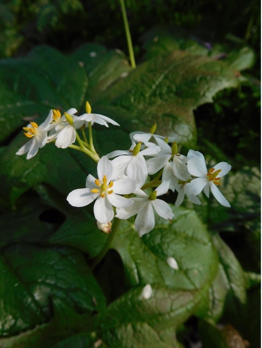 For Shade | Diphylleia cymosa - The Beth Chatto Gardens