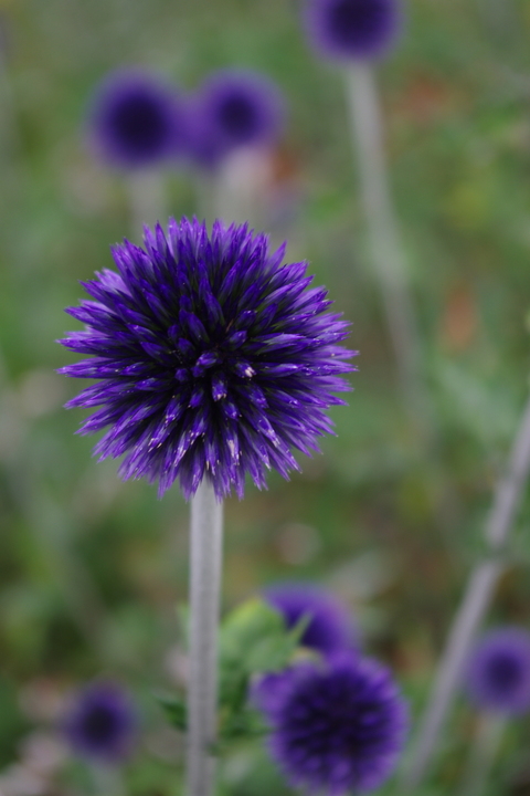 Echinops ritro 'Veitch's Blue' - Beth Chatto's Plants & Gardens