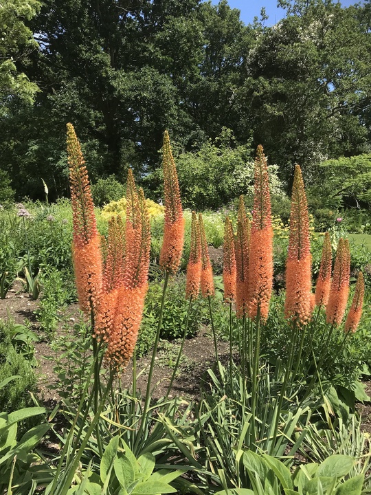 Eremurus 'Cleopatra' - Beth Chatto's Plants & Gardens