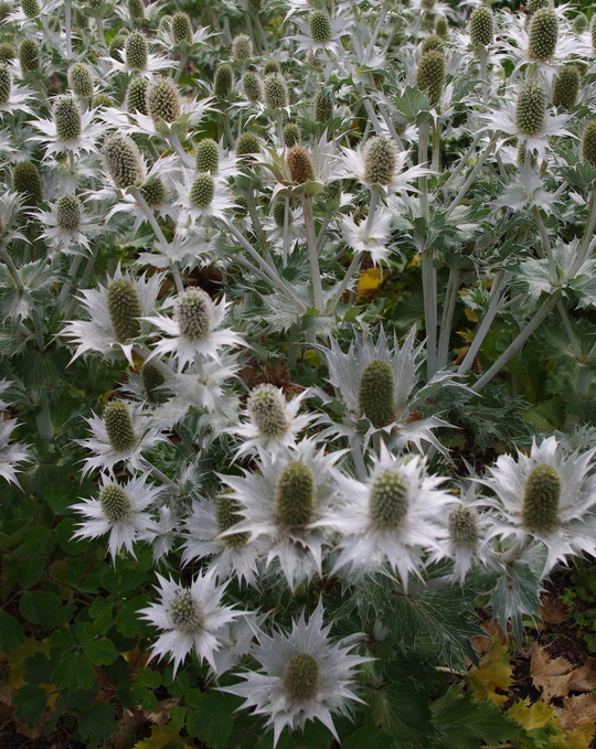 Eryngium Giganteum - The Beth Chatto Gardens