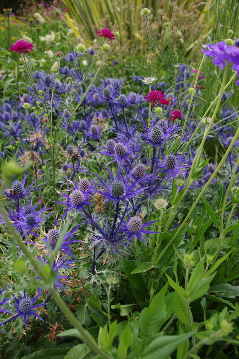 Eryngium > Eryngium x Zabelii - The Beth Chatto Gardens