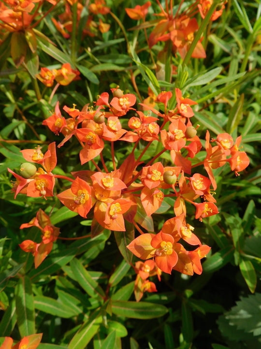 Euphorbia griffithii 'Fireglow' - Beth Chatto's Plants & Gardens