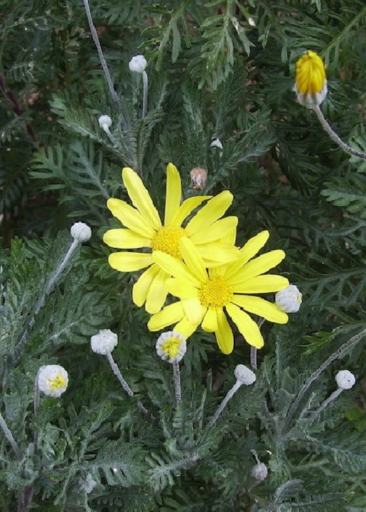 Euryops pectinatus - Beth Chatto's Plants & Gardens