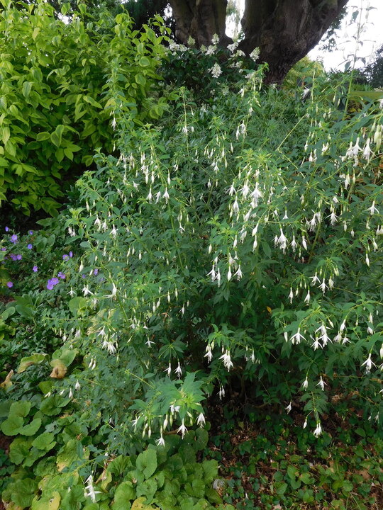 Fuchsia > Fuchsia 'Hawkshead' - The Beth Chatto Gardens