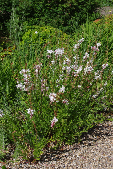 Gaura > Gaura lindheimeri - The Beth Chatto Gardens
