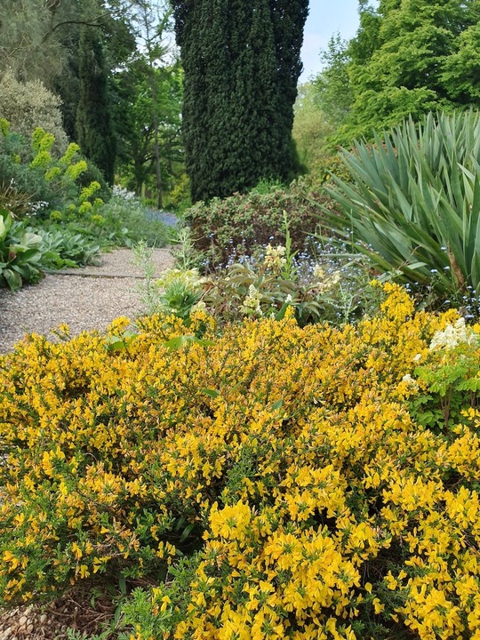 Genista 'Lydia' - Beth Chatto's Plants & Gardens