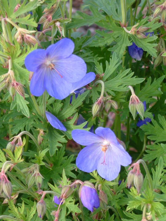 Geranium 'Johnson's Blue' - The Beth Chatto Gardens