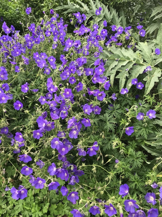Geranium 'Orion' - Beth Chatto's Plants & Gardens