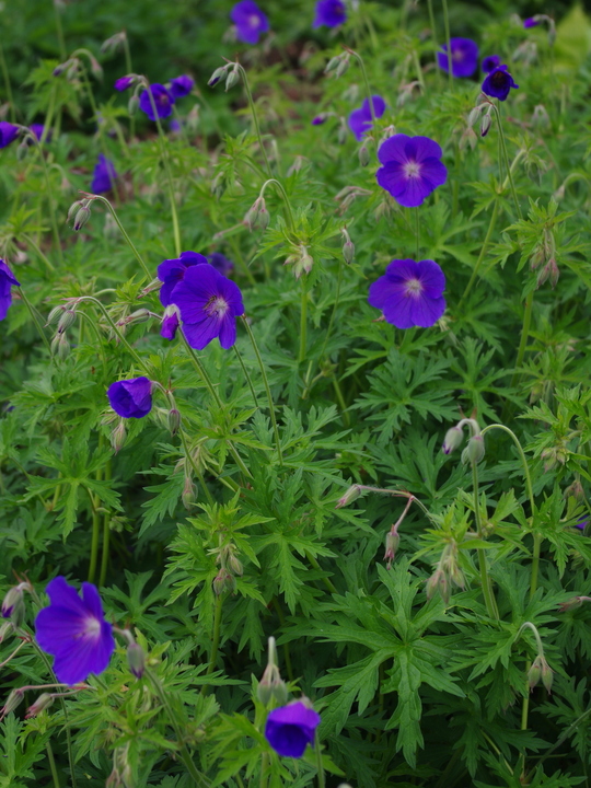 Geranium 'Orion' - Beth Chatto's Plants & Gardens