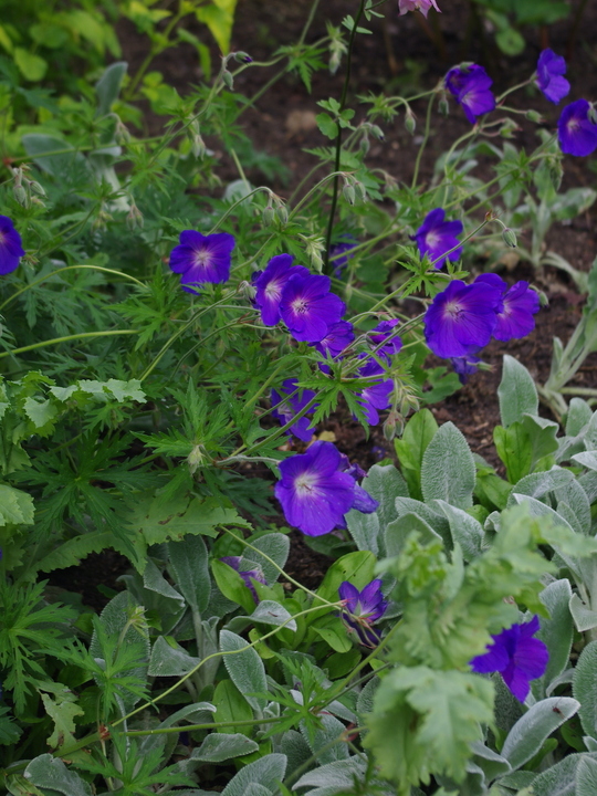 Geranium 'Orion' - Beth Chatto's Plants & Gardens