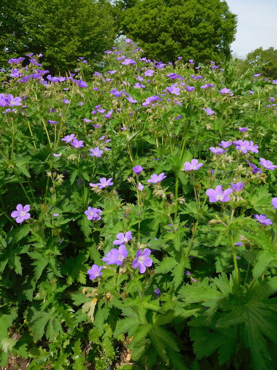 Geranium sylvaticum 'Mayflower' - Beth Chatto's Plants & Gardens