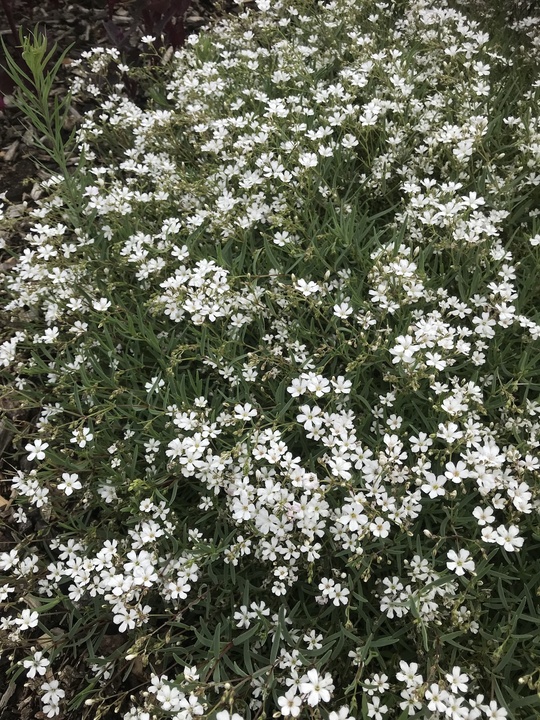 Plants | Gypsophila repens Alba - The Beth Chatto Gardens