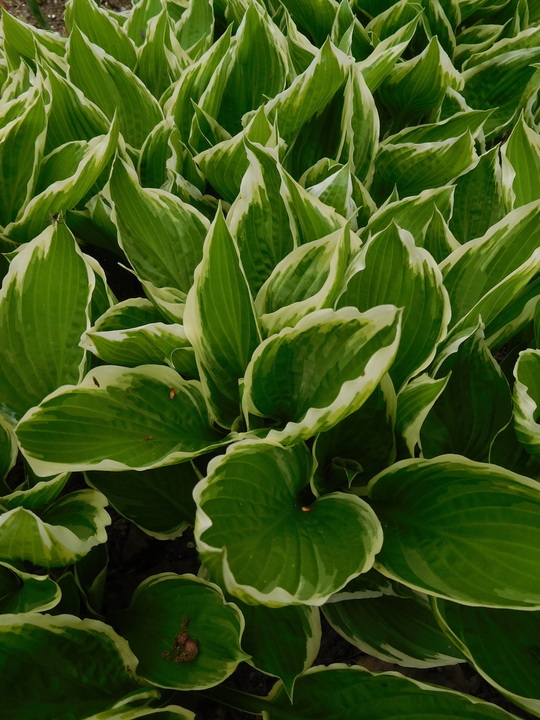 Hosta undulata v. albomarginata - The Beth Chatto Gardens