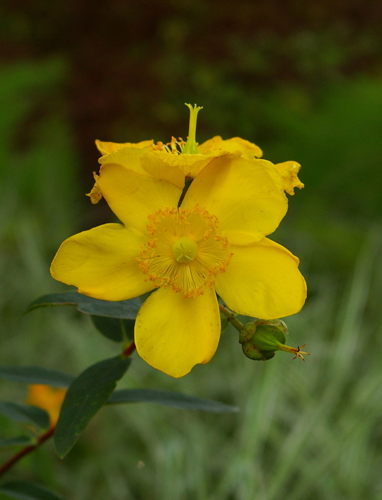 Hypericum 'Hidcote' - Beth Chatto's Plants & Gardens