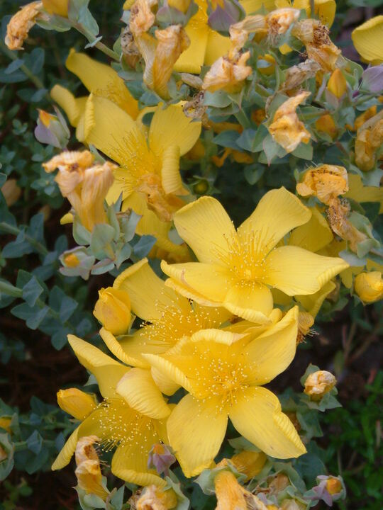 Hypericum olympicum - Beth Chatto's Plants & Gardens
