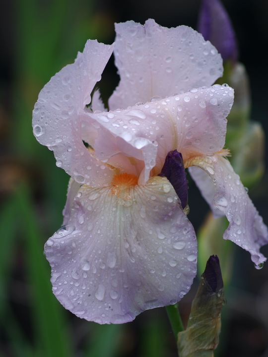 Iris 'Benton Cordelia' - Beth Chatto's Plants & Gardens