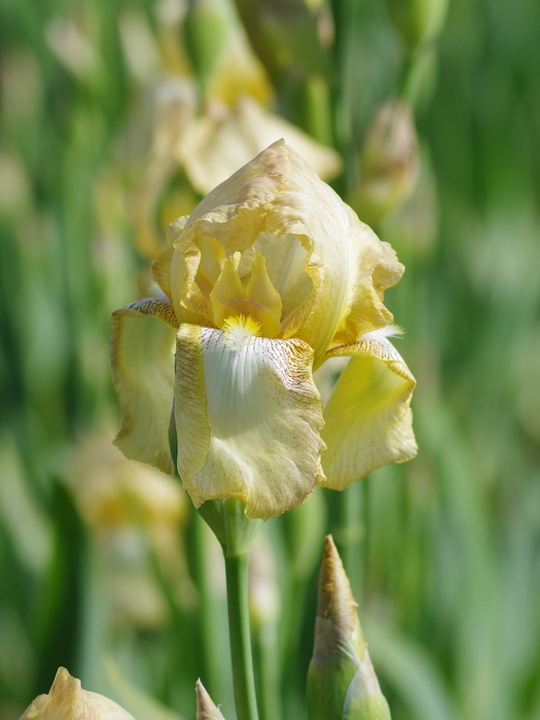 Iris 'Benton Duff' - Beth Chatto's Plants & Gardens
