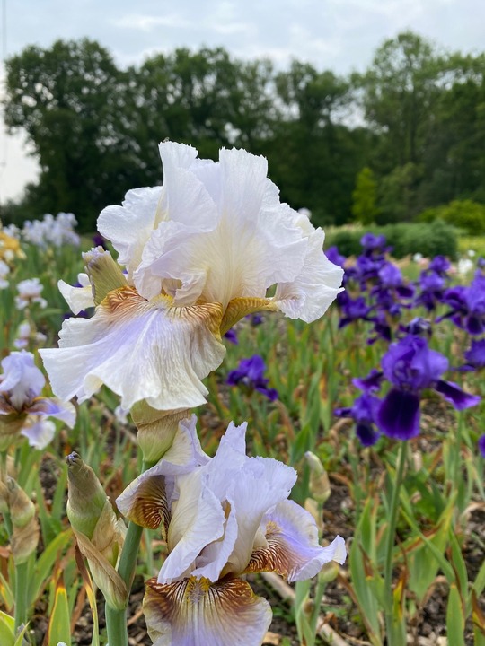 Iris > Iris 'Benton Farewell' - The Beth Chatto Gardens