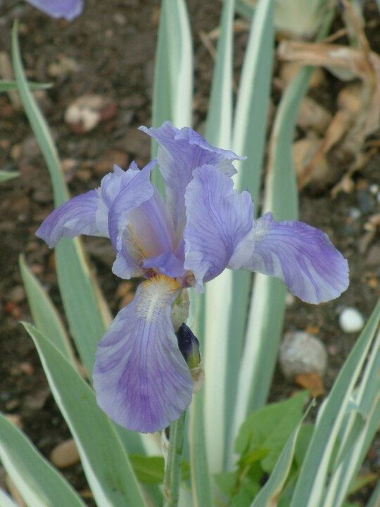 Iris pallida 'Argentea Variegata' - Beth Chatto's Plants