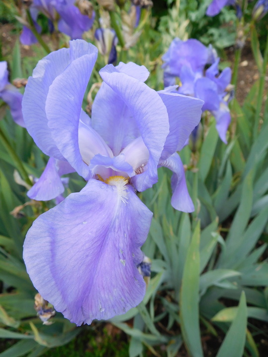Iris pallida subsp. pallida - Beth Chatto's Plants & Gardens
