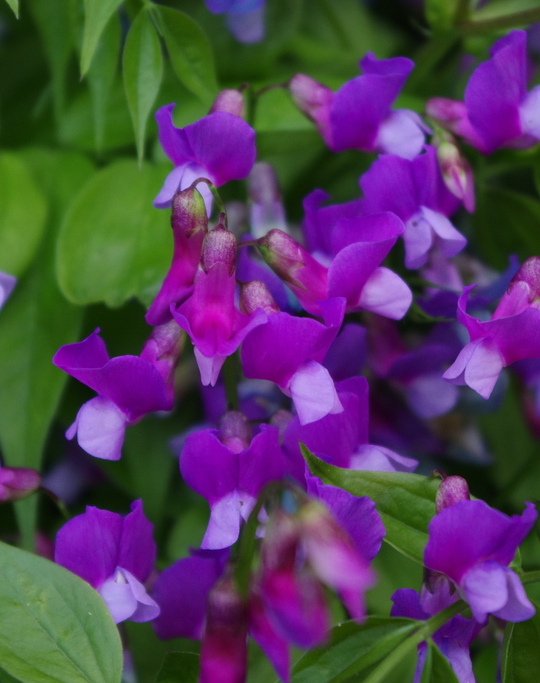 Lathyrus vernus - Beth Chatto's Plants & Gardens