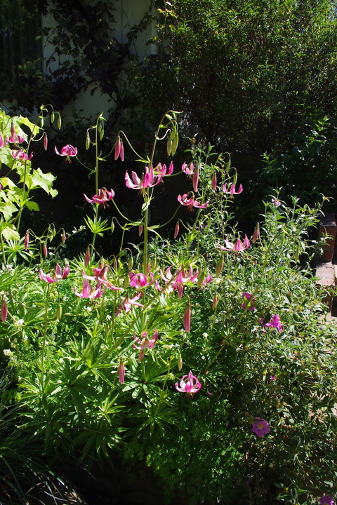 Lilium 'Lake Tulare' - Beth Chatto's Plants & Gardens