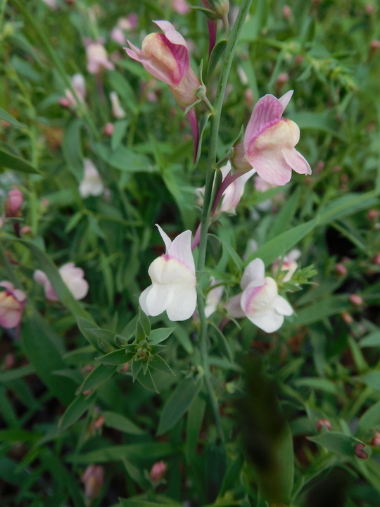 Linaria 'Dial Park' - Beth Chatto's Plants & Gardens