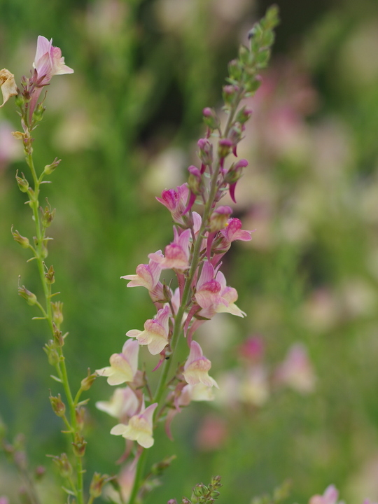 For Dry Areas | Linaria 'Peachy' - The Beth Chatto Gardens