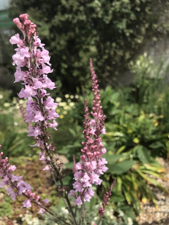 Linaria purpurea 'Canon Went' - Beth Chatto's Plants