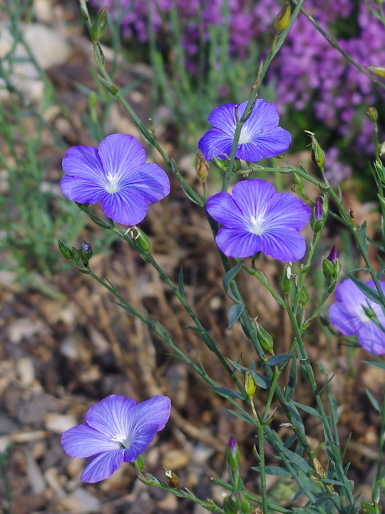 Dry Area Plants | Linum perenne - The Beth Chatto Gardens