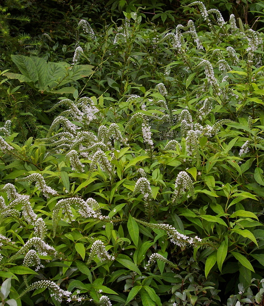 Lysimachia clethroides - Beth Chatto's Plants & Gardens