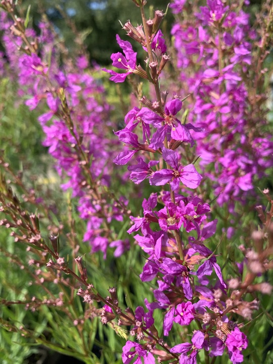 Lythrum virgatum 'Swirl' - Beth Chatto's Plants & Gardens