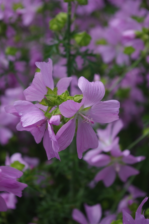 Malva moschata - Beth Chatto's Plants & Gardens