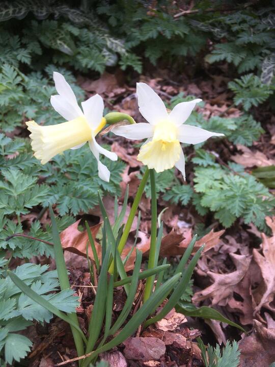 Narcissus 'Elka' - Beth Chatto's Plants & Gardens