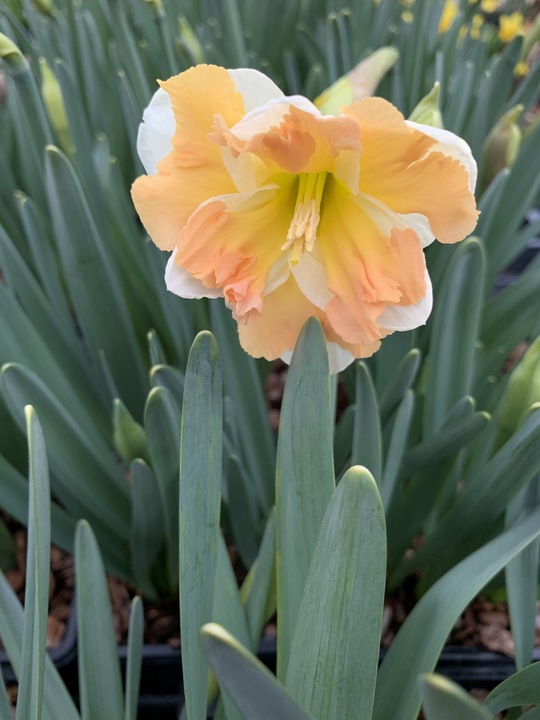 Narcissus Split Corona - Beth Chatto's Plants & Gardens