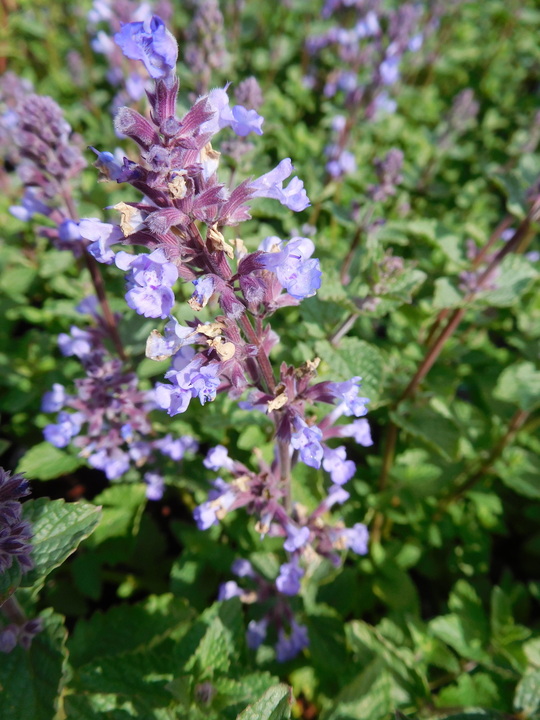 Nepeta x faassenii Purrsian Blue - The Beth Chatto Gardens