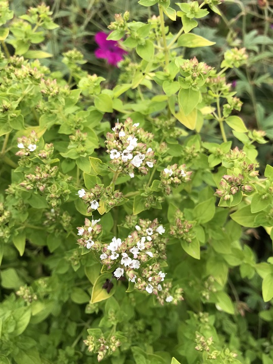 Origanum 'Thumble's Variety' - The Beth Chatto Gardens