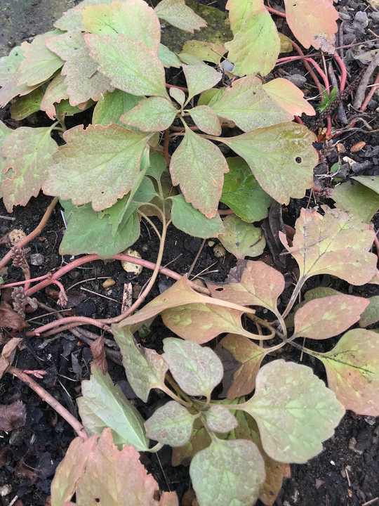 Pachysandra procumbens - Beth Chatto's Plants & Gardens