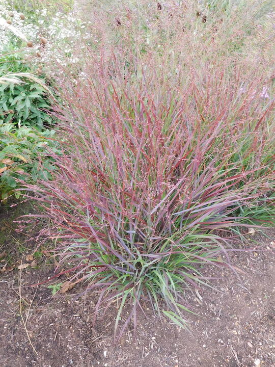 Panicum virgatum 'cheyenne sky - The Beth Chatto Gardens