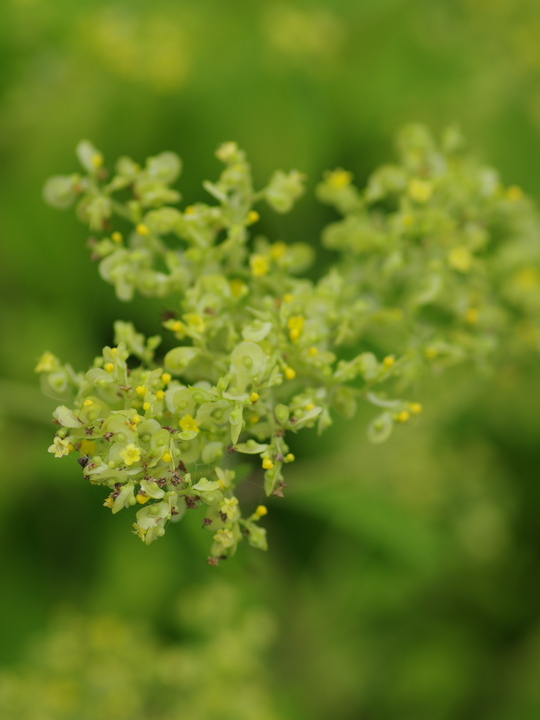 Patrinia aff. punctiflora - Beth Chatto's Plants & Gardens