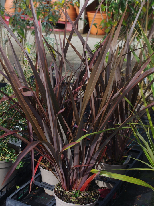 Phormium tenax Purpureum Group - Beth Chatto's Plants & Gardens